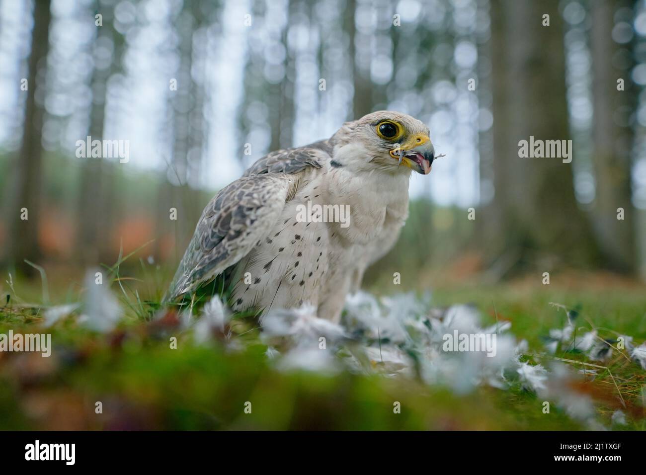 Faune, comportement alimentaire des oiseaux. Lanner Falcon, Falco ...