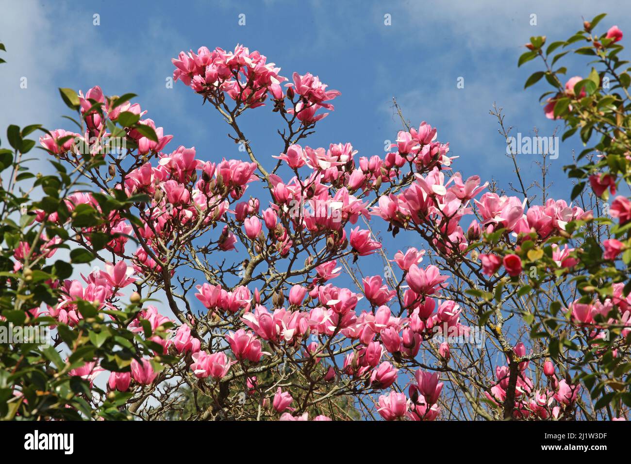 Magnolia peter dummer Banque de photographies et d’images à haute ...