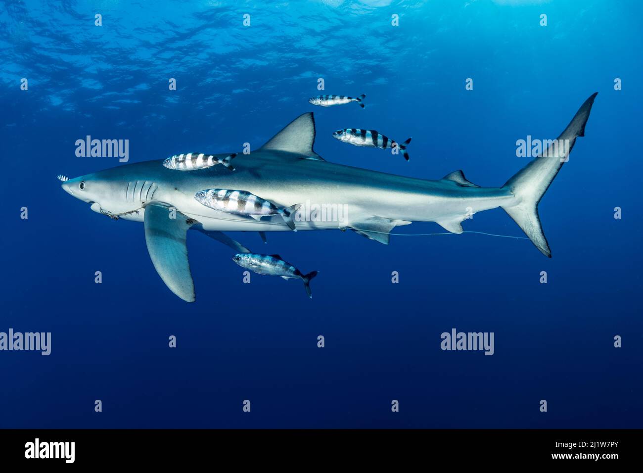 Requin bleu (Prionace glauca) avec crochet de pêche pêché à la bouche ...