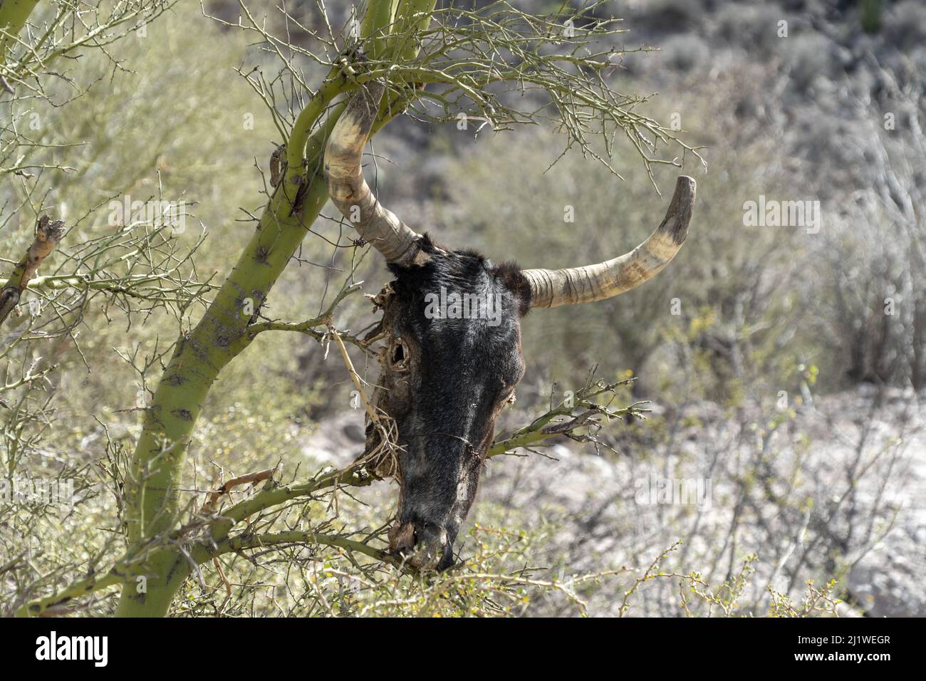 Maladie du cactus Banque de photographies et d’images à haute ...