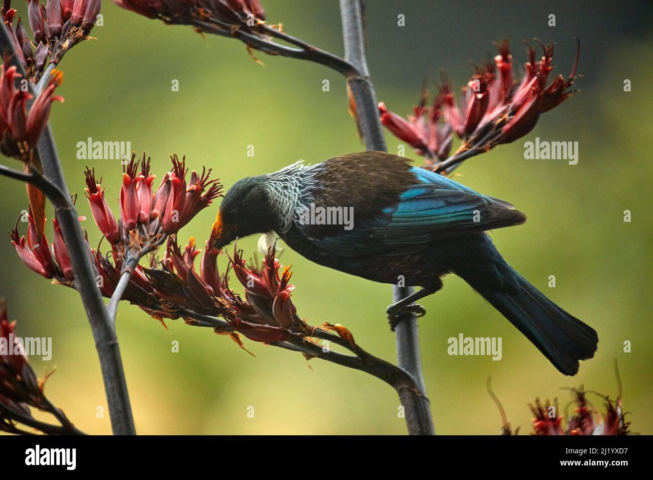 TUI (Prostemadera novaeseelandiae) se nourrissant de fleurs de lin (Phormium tenax), Orokanui ...