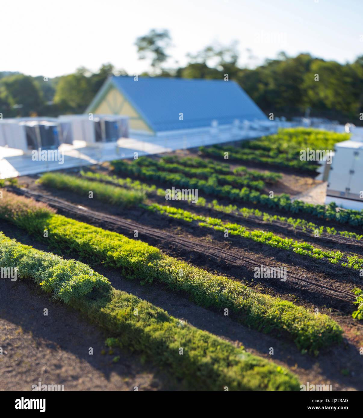 Légumes cultivés sur une ferme biologique, vue en hauteur de l ...