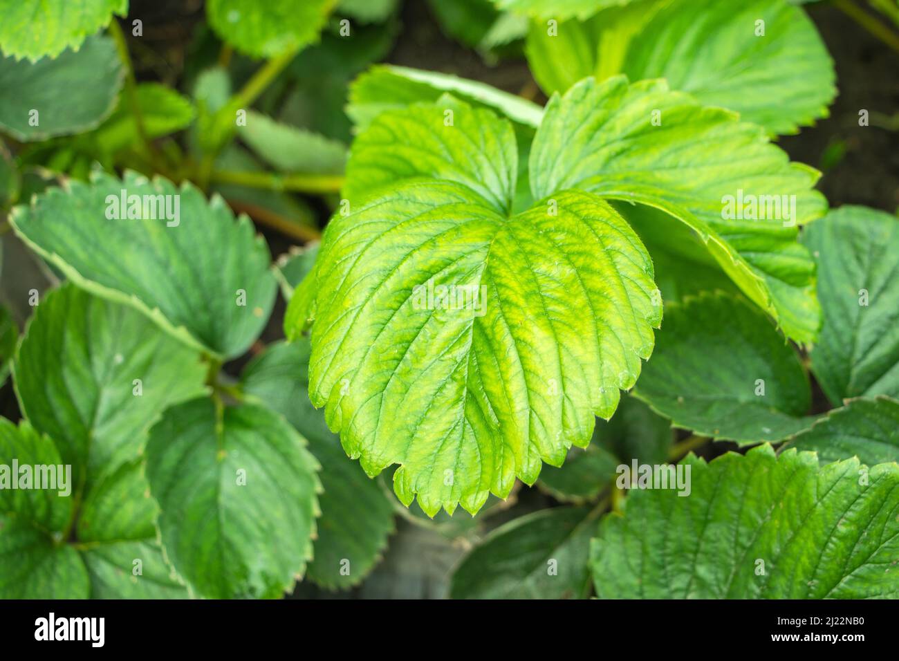Arbousier dessin Banque de photographies et d’images à haute résolution ...
