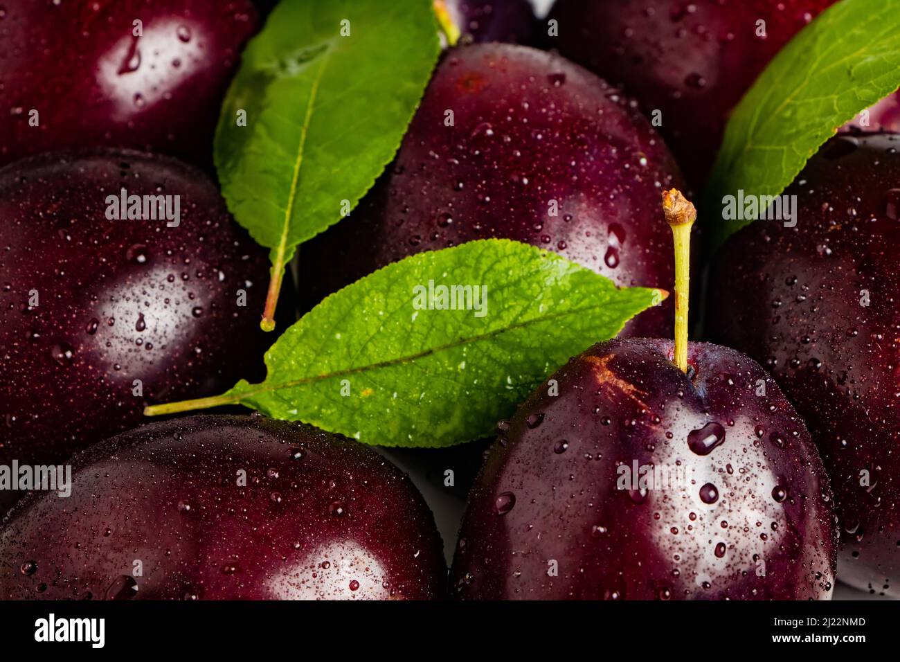 Feuilles de prunier Banque de photographies et d’images à haute ...