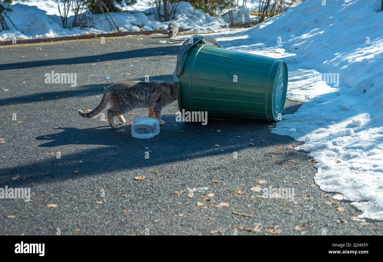 Les chats errants sans-abri implorer pour de la nourriture en hiver. Le ...