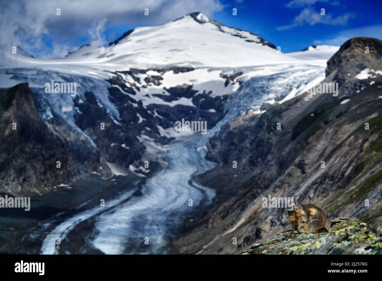 Faune Autriche. Mignon animal gras Marmot, assis sur la pierre nature ...