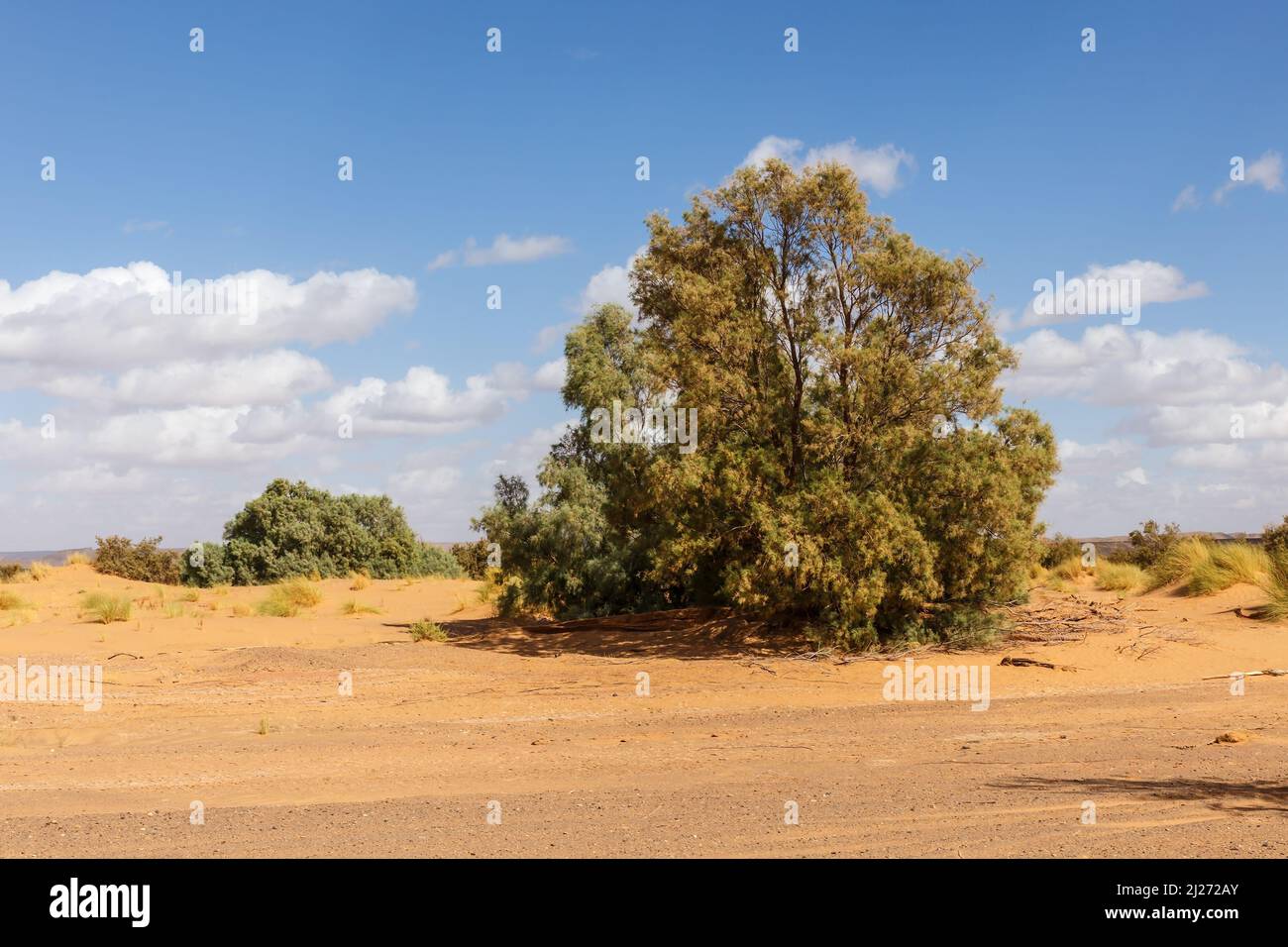 Arbre TamassRisk dans le désert du Sahara, au Maroc. Tamarix aphylla ...