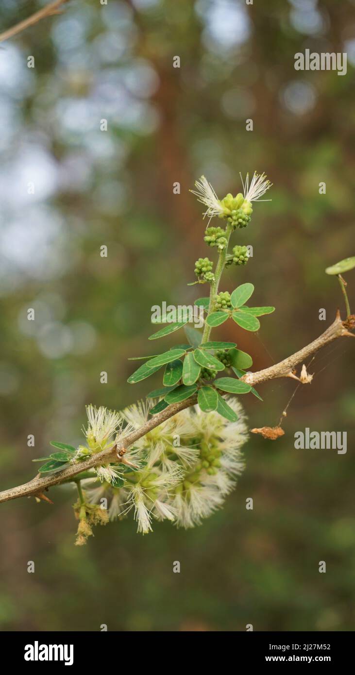 Seema chintakaya Banque de photographies et d’images à haute résolution ...