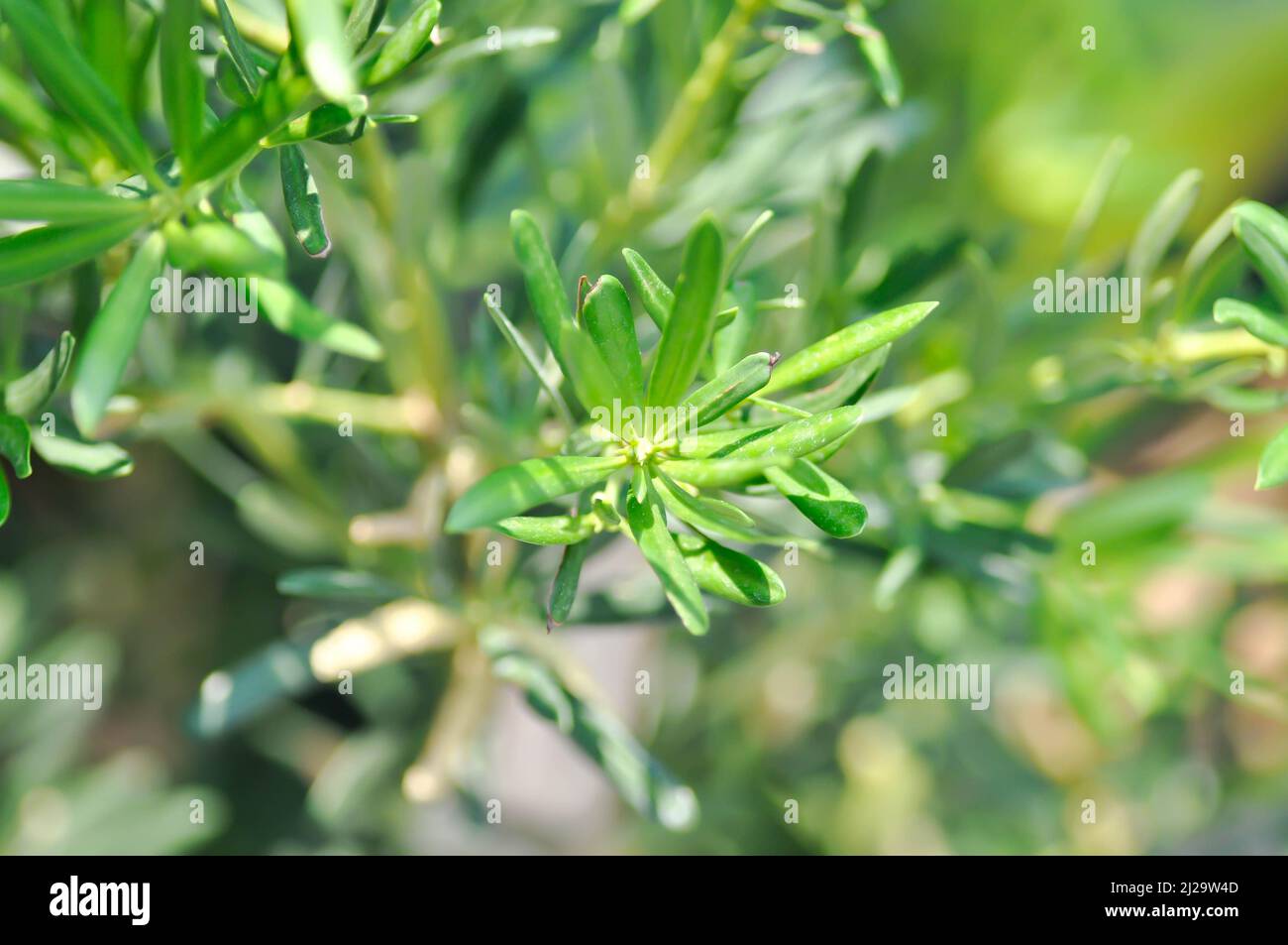 Podo tree Banque de photographies et d’images à haute résolution - Alamy
