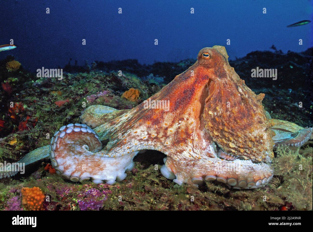 Octopus vulgaris france Banque de photographies et d’images à haute ...