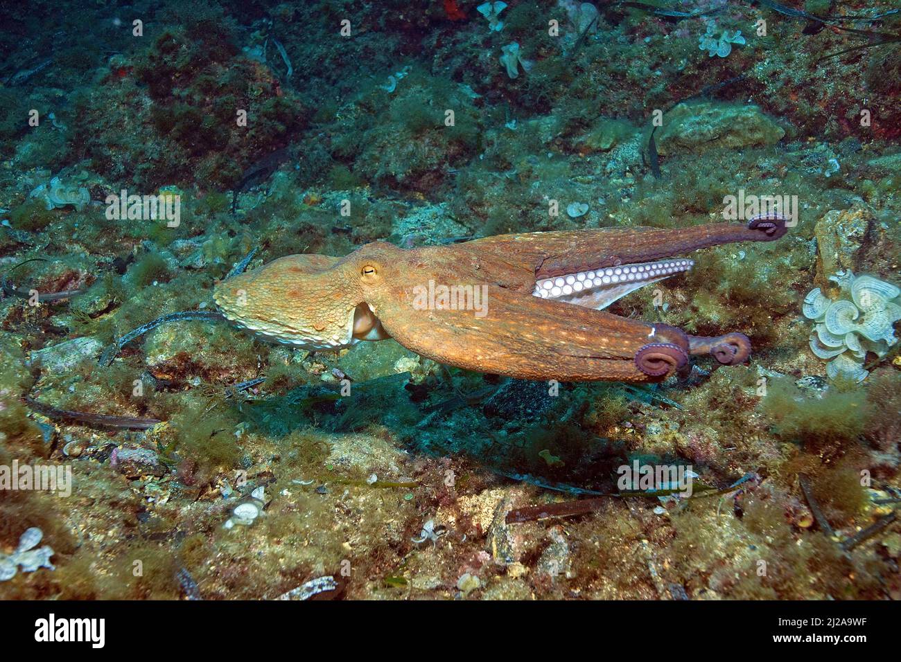 Octopus vulgaris france Banque de photographies et d’images à haute ...