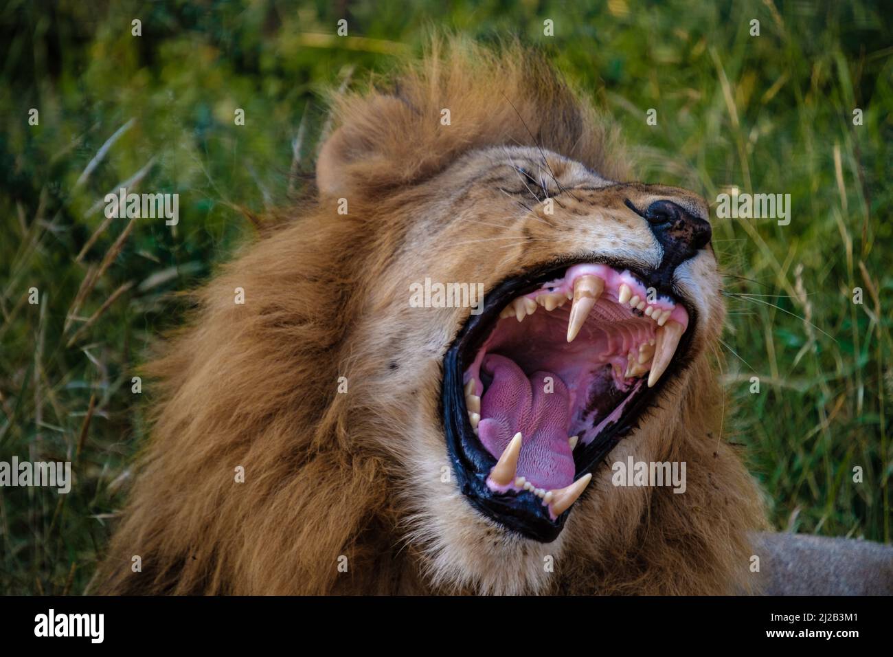 Lions dans le parc national Kruger Afrique du Sud, gros plan de la tête ...