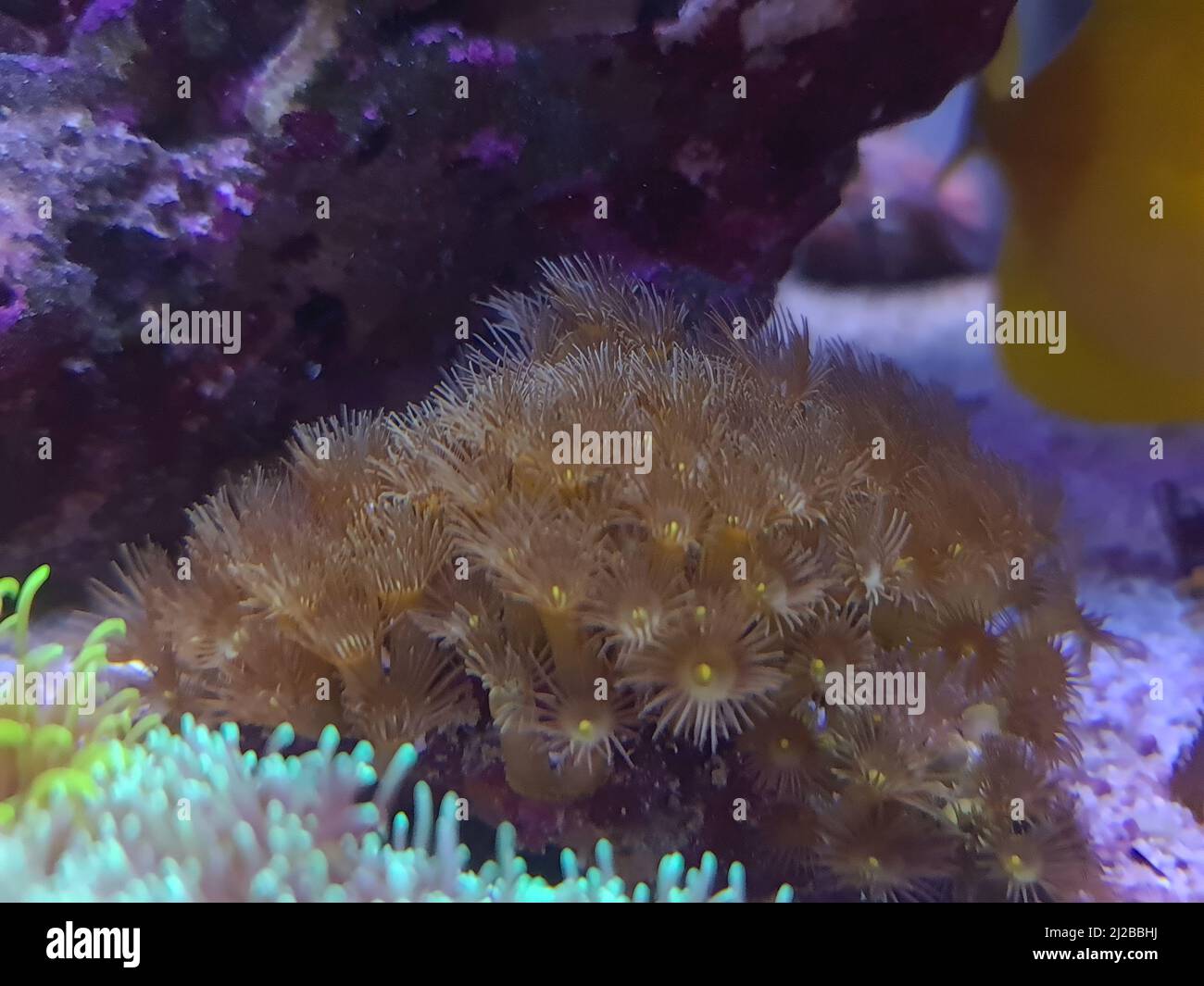 Colonie de polypes jaunes Banque de photographies et d’images à haute ...