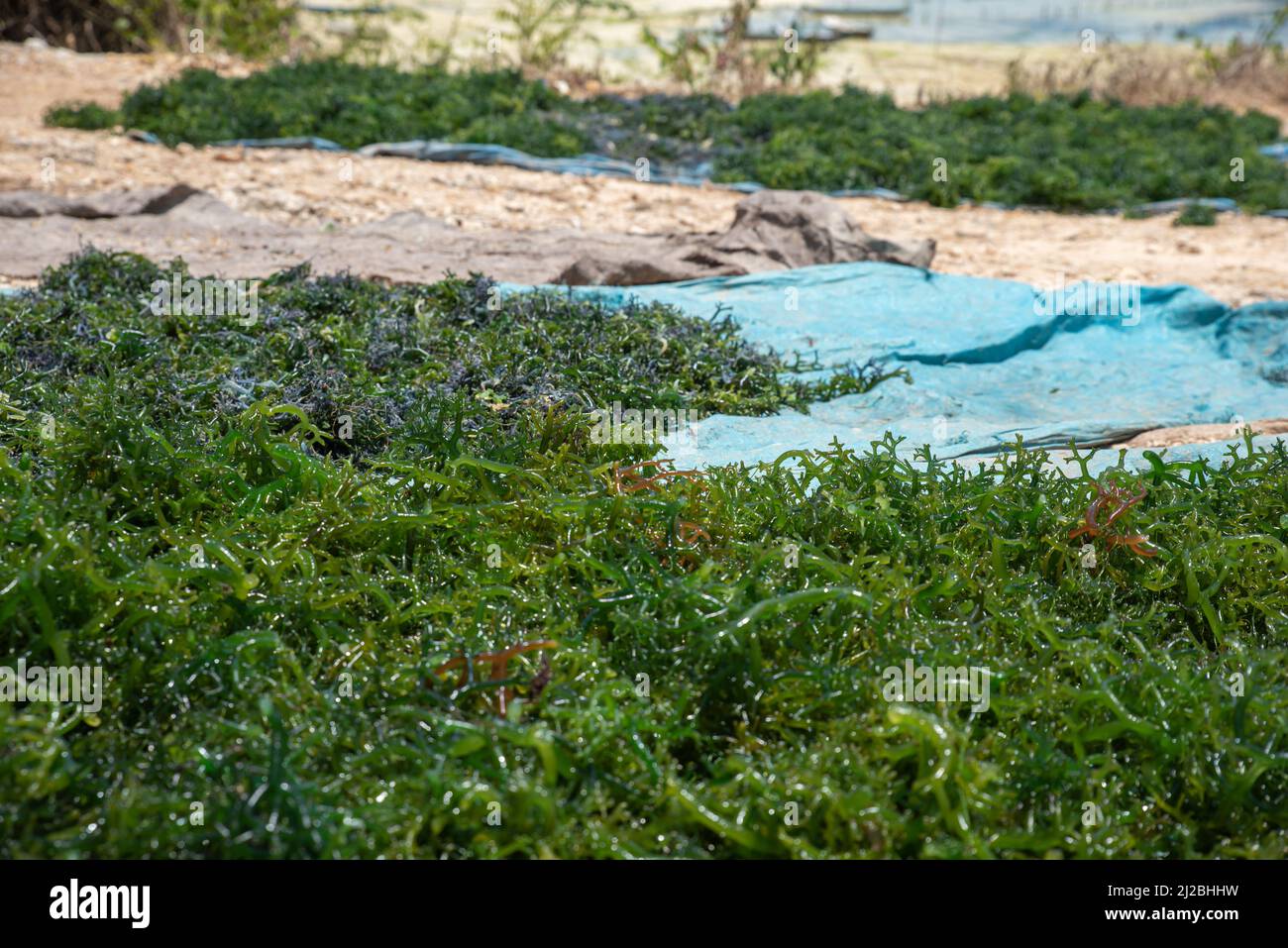 Drying seaweed a Banque de photographies et d’images à haute résolution ...