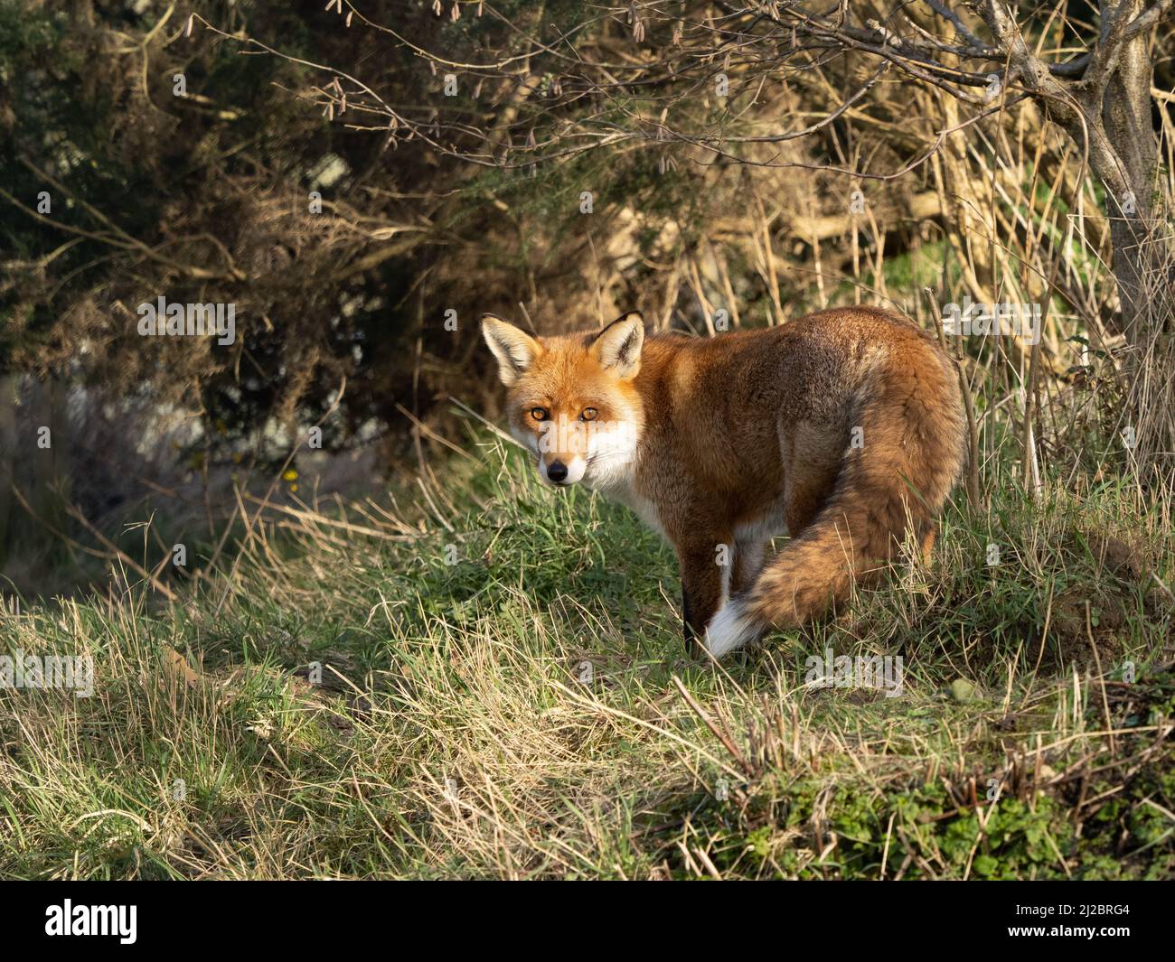 Tir au renard Banque de photographies et d’images à haute résolution ...
