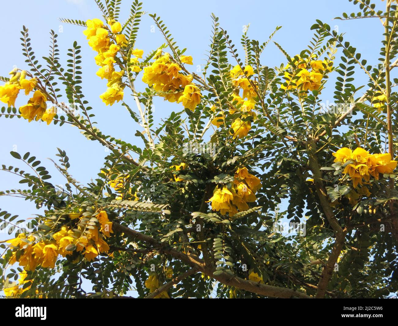 Sophora microphylla hilsop Banque de photographies et d’images à haute ...