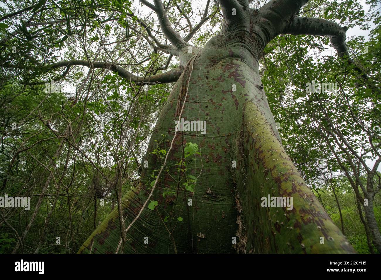 Ceiba trischistandra, un grand arbre à bouteilles trouvé dans l ...