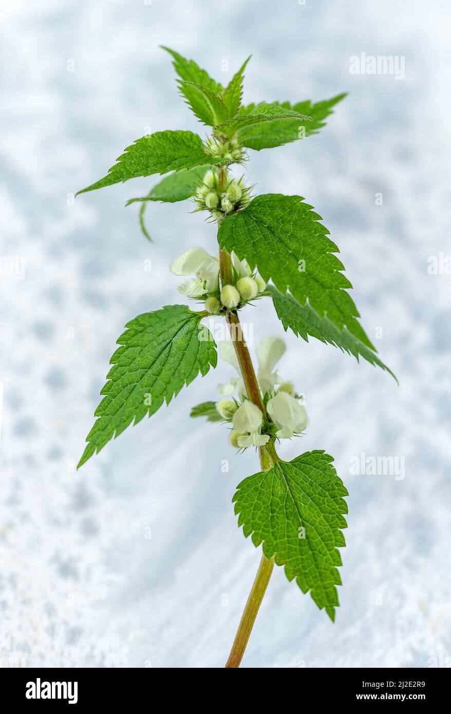 Ortie blanche Banque de photographies et d’images à haute résolution ...