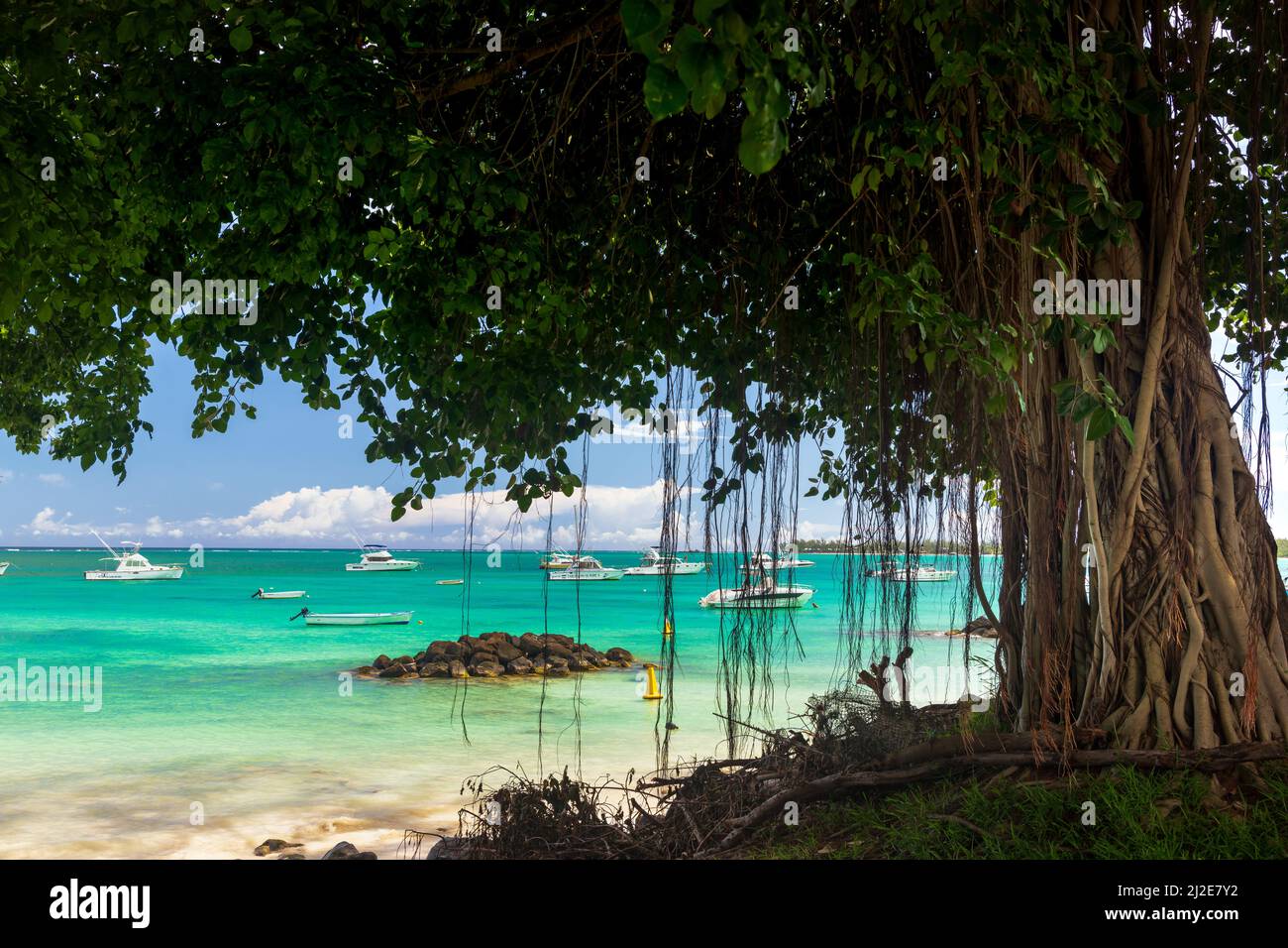 Banyan tree mauritius Banque de photographies et d’images à haute ...