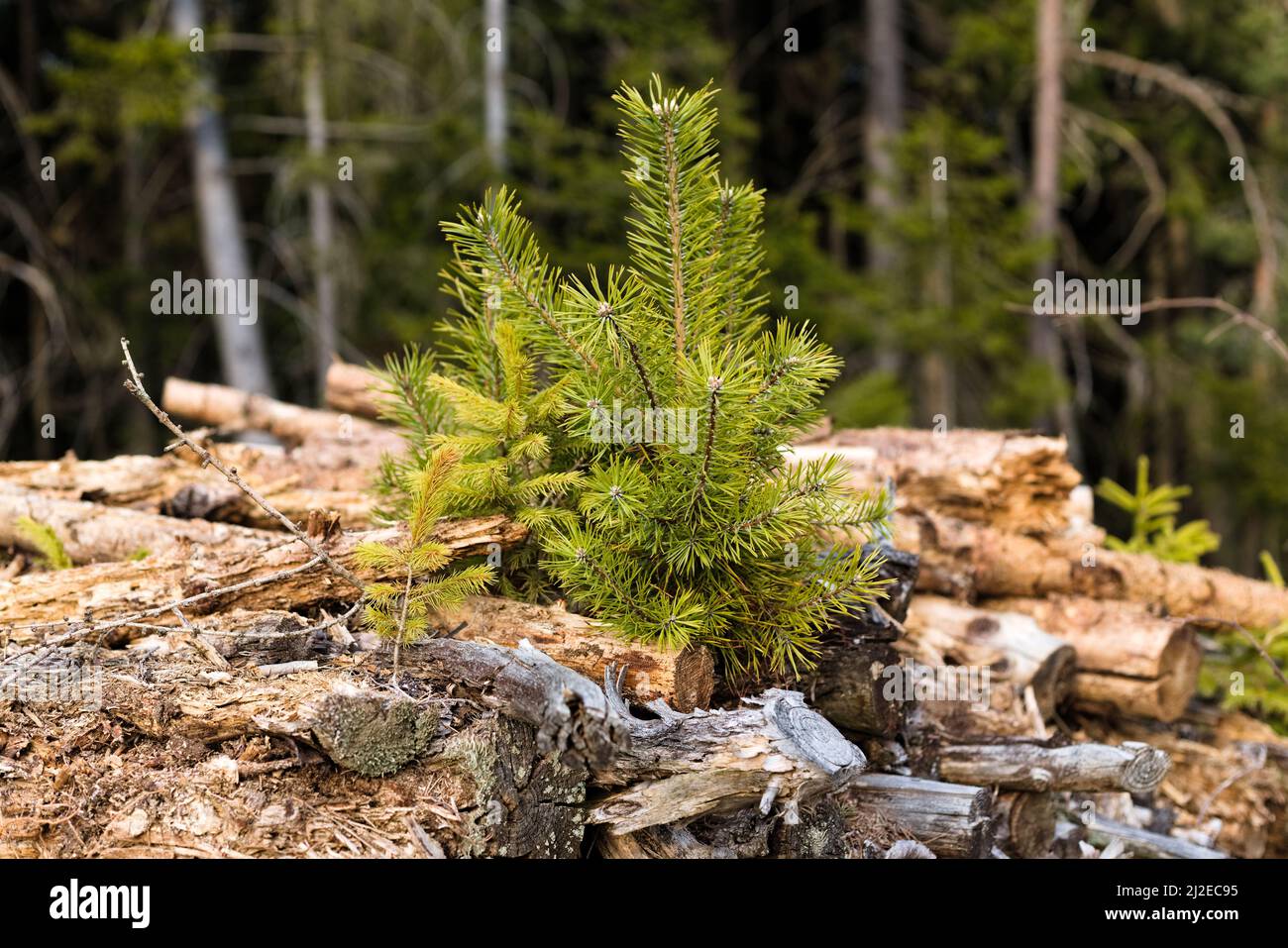 Le jeune pin pousse à partir de vieilles billes de pin en décomposition ...