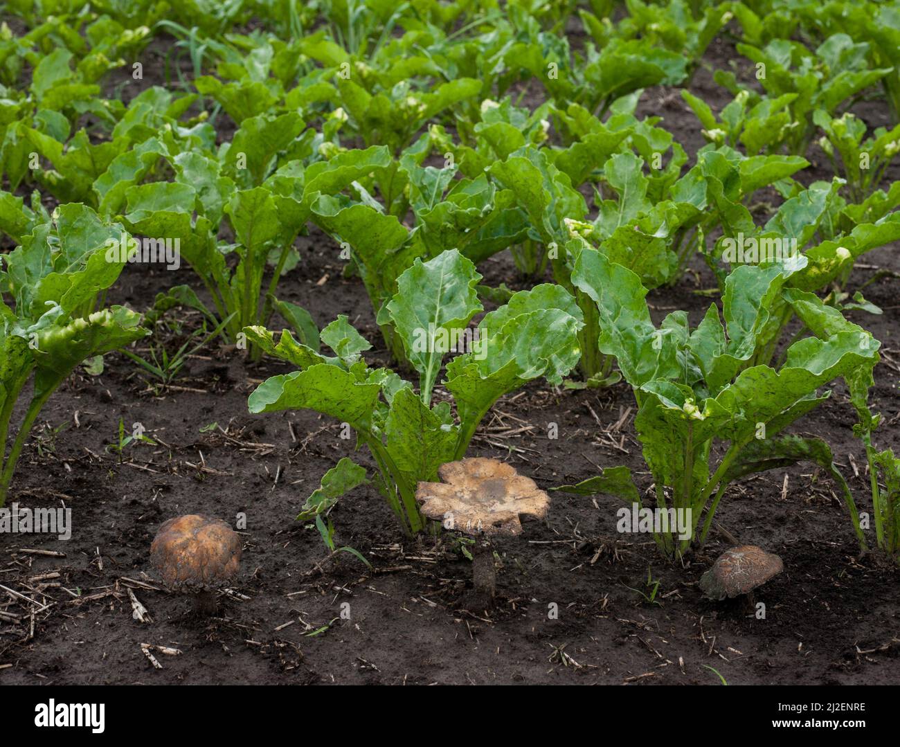 Feuilles de betterave à sucre Banque de photographies et d’images à ...