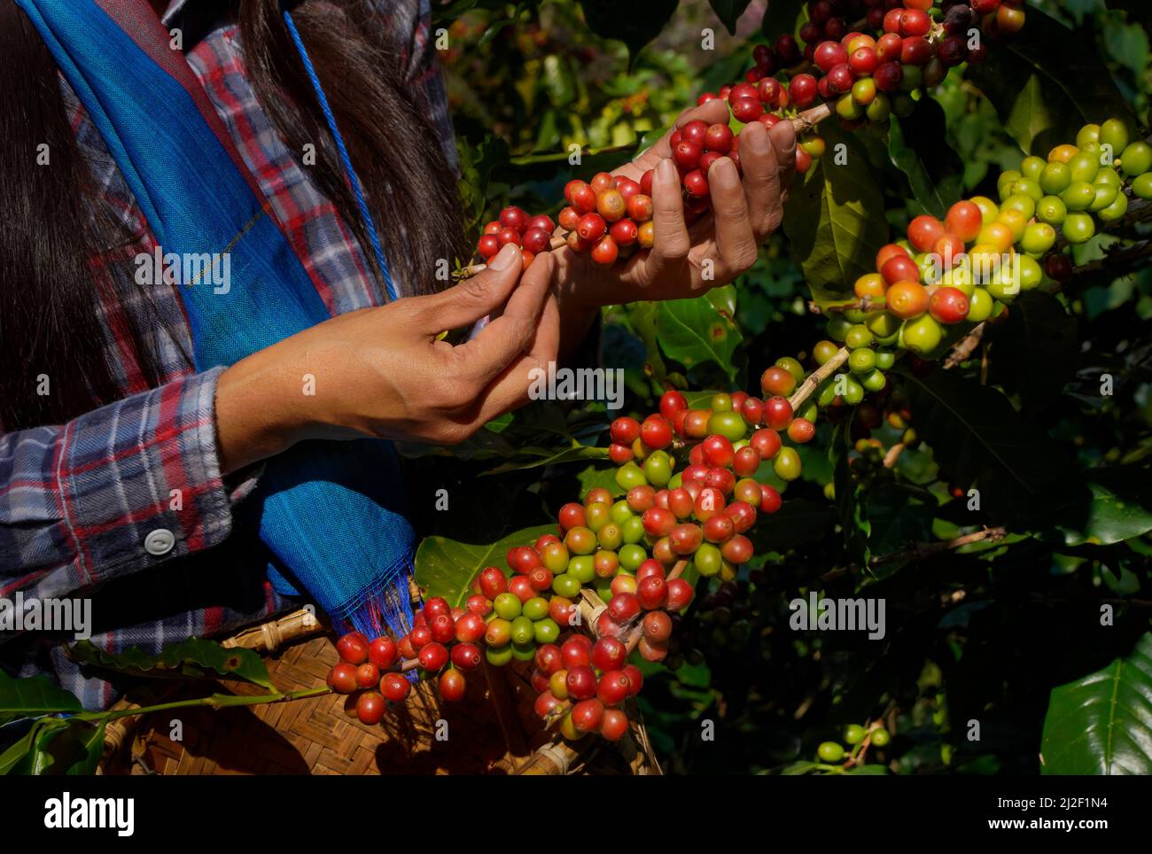 Arbre à café le concept de fond du champ des plantations. Arabica cru ...