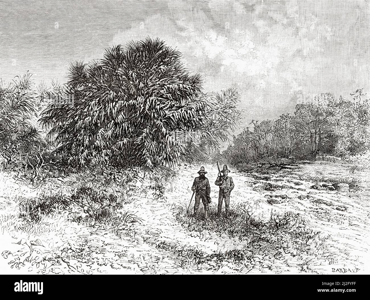 Ite palm Banque de photographies et d’images à haute résolution - Alamy