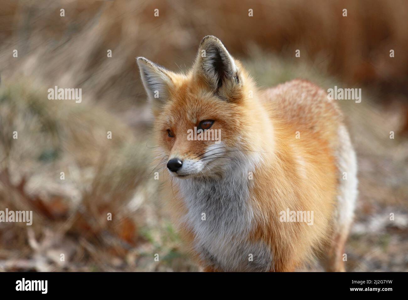Vulpes vulpes renard roux urbain sauvage animal Banque de photographies ...