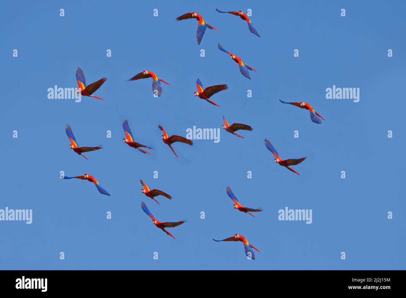 Aras aras en vol Banque de photographies et d’images à haute résolution ...