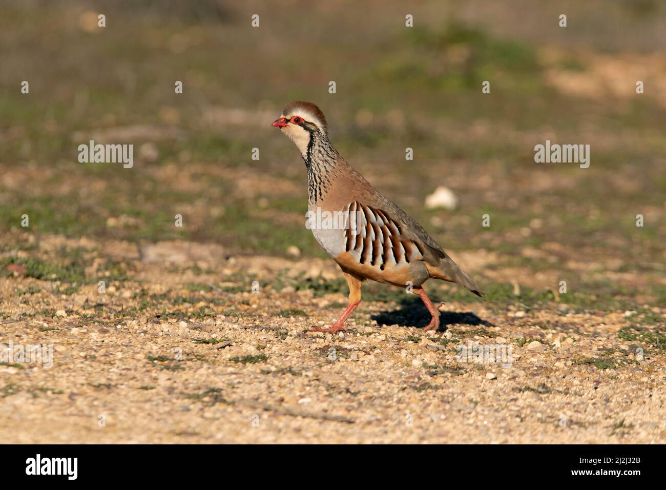 Oiseau pattes rouges Banque de photographies et d’images à haute ...