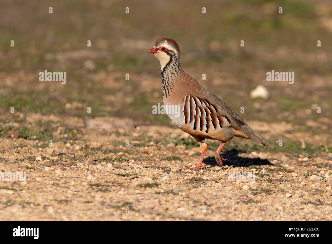 Oiseau pattes rouges Banque de photographies et d’images à haute ...