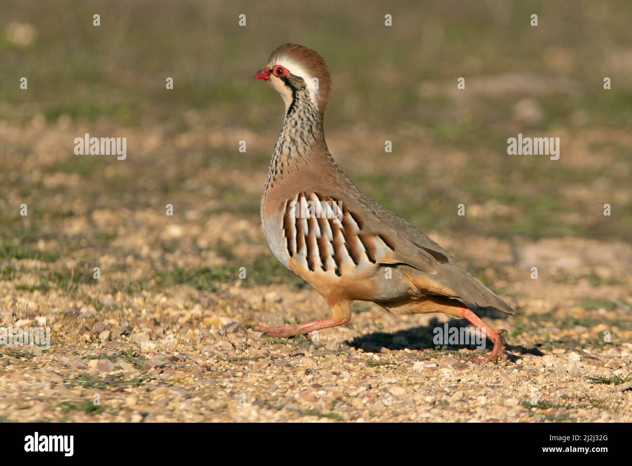 Perdrix à pattes rouges dans les premières heures d'une matinée ...