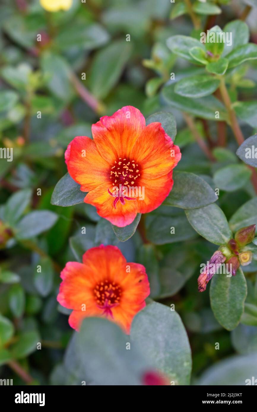 Fleurs de mousse rose Banque de photographies et d’images à haute ...
