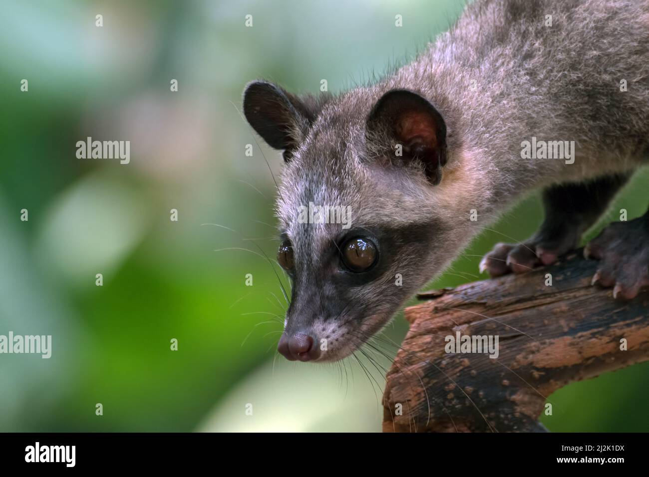 Toddy cat Banque de photographies et d’images à haute résolution - Alamy