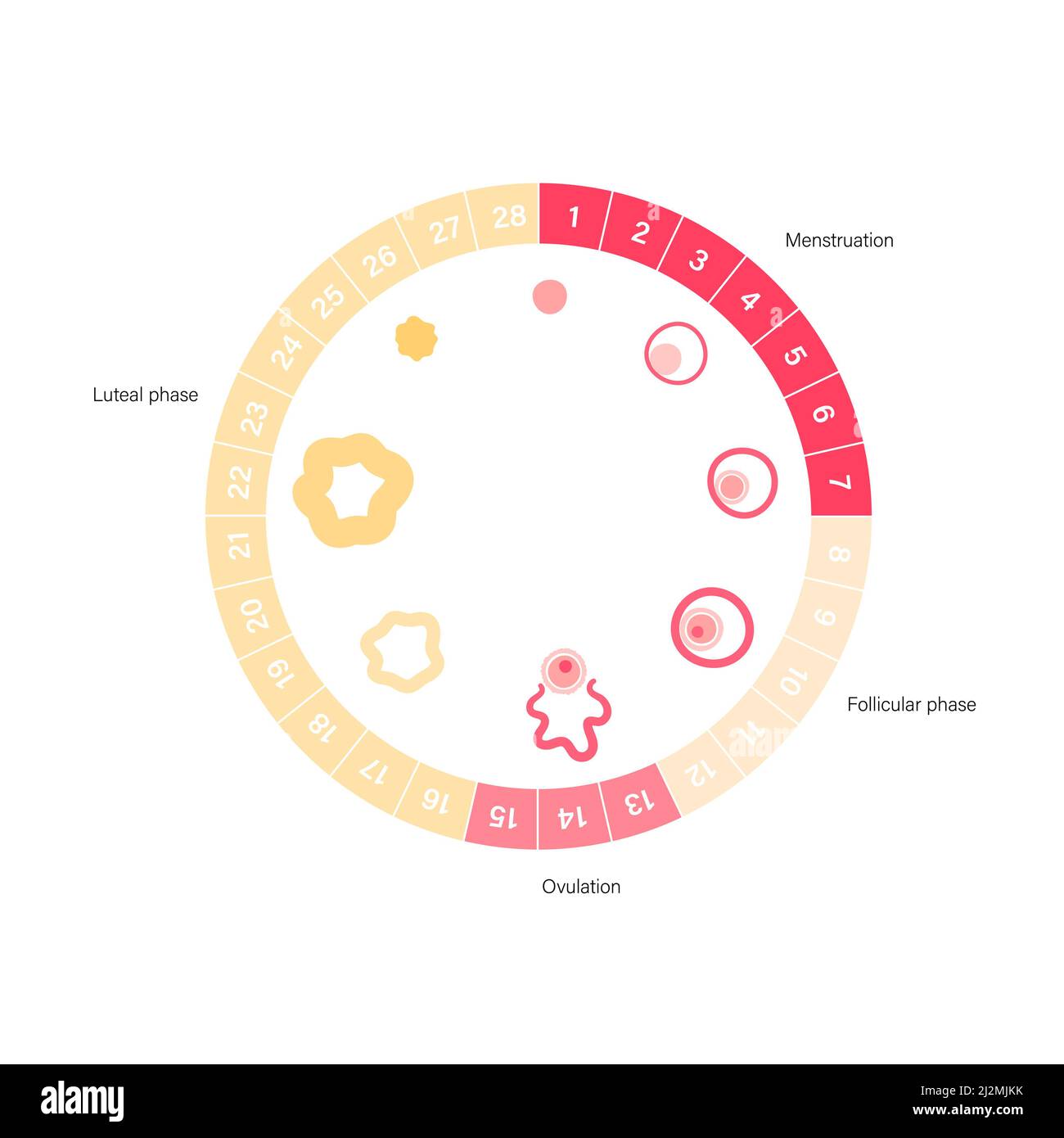 Cycle menstruel, illustration Photo Stock - Alamy