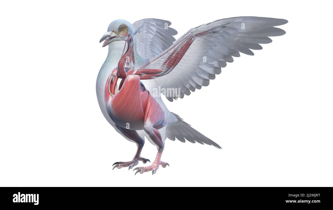 Anatomie du muscle pigeon, illustration Photo Stock - Alamy