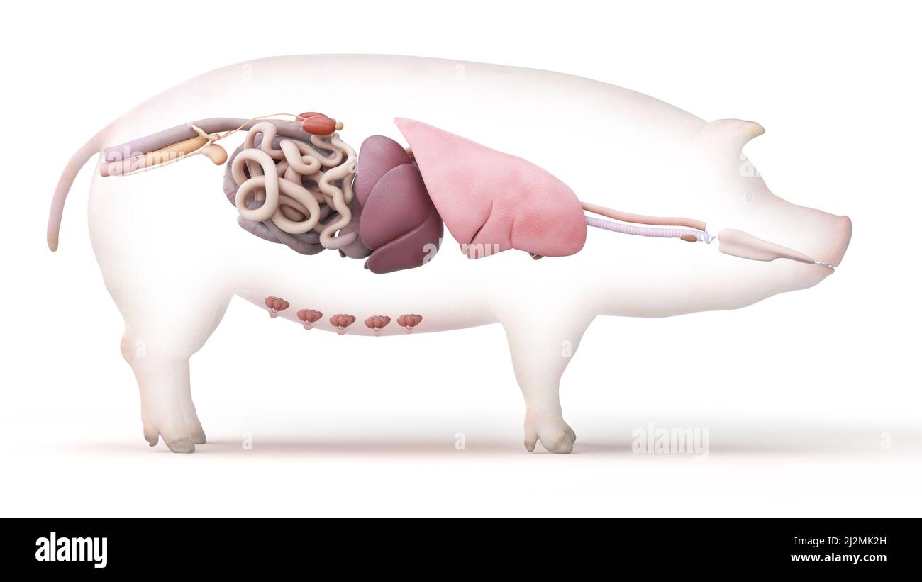 Anatomie du porc, illustration Photo Stock - Alamy