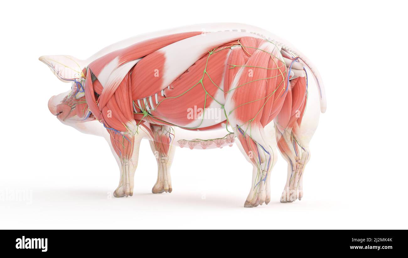 Anatomie du porc, illustration Photo Stock - Alamy