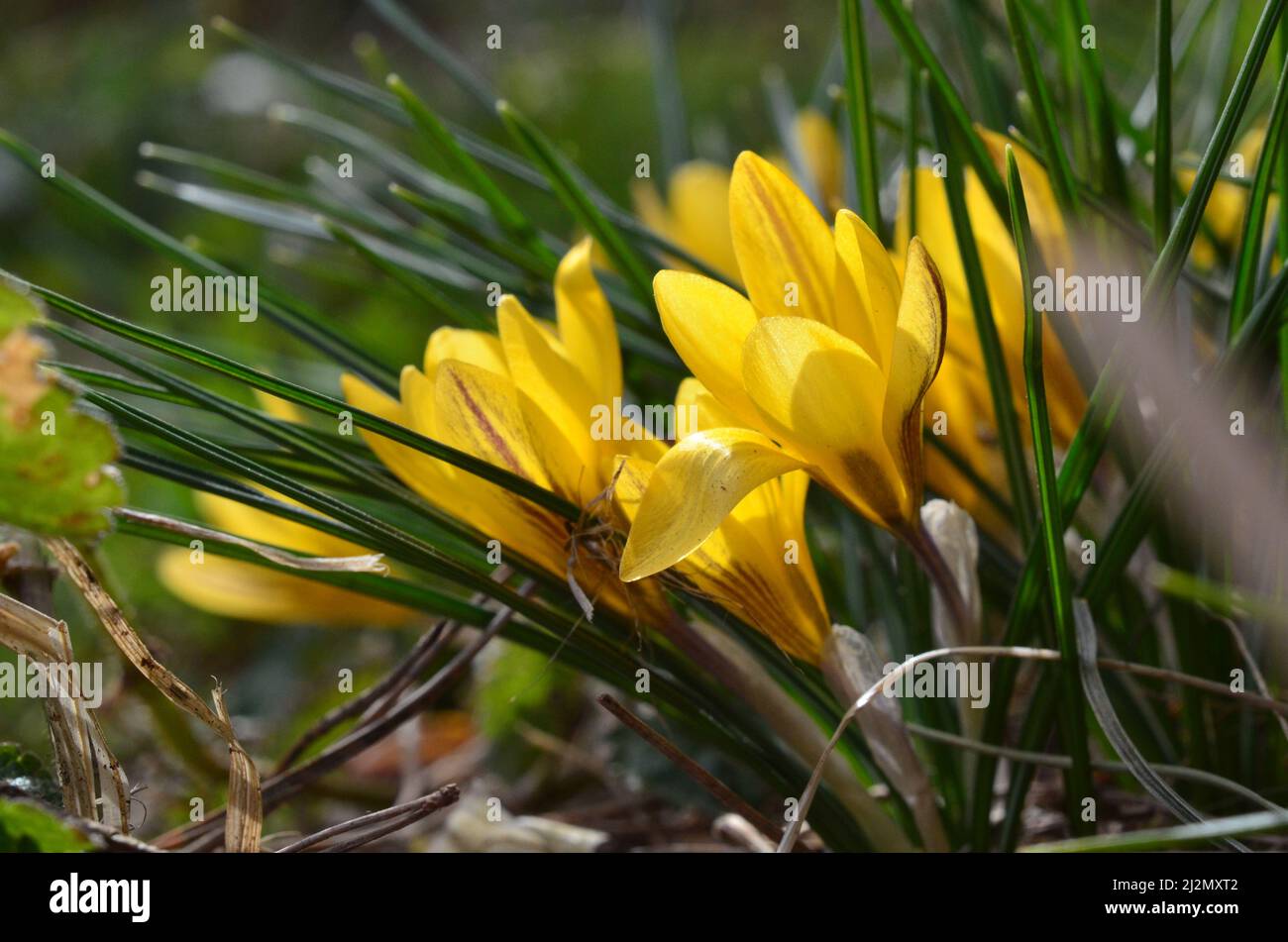 Gelbe krokusse Banque de photographies et d’images à haute résolution ...