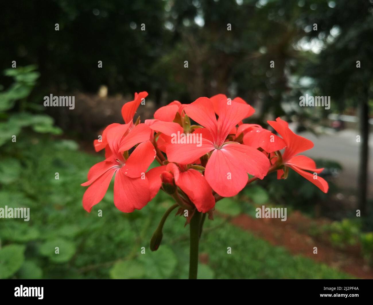 Scarlet red pelargonium Banque de photographies et d’images à haute ...