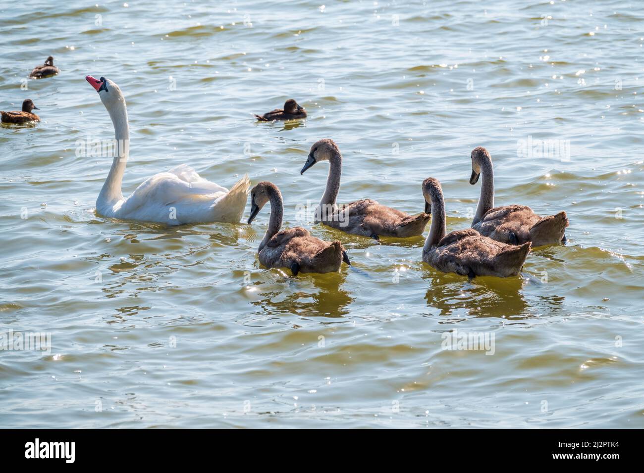 Cygnes muets femelles, Cygnus olor, nageant sur un lac avec ses nouveaux cygnes nains.Cygne ...