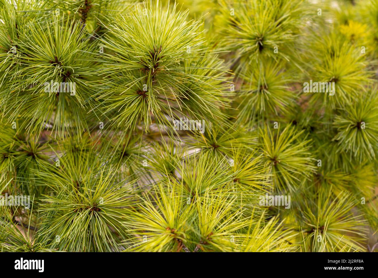 Plante de pin Banque de photographies et d’images à haute résolution ...
