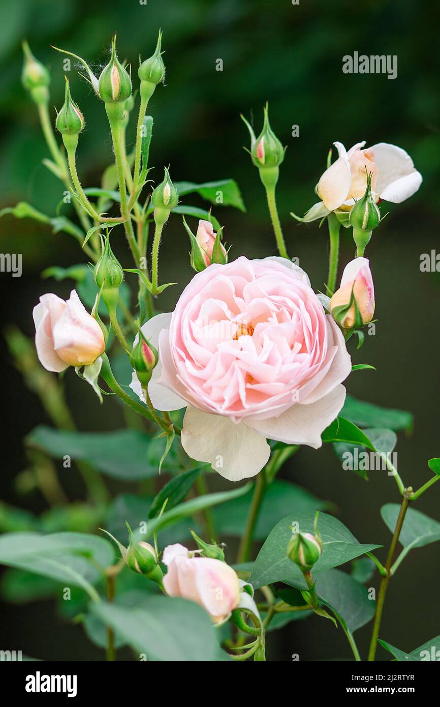 David austin english rose Banque de photographies et d’images à haute ...