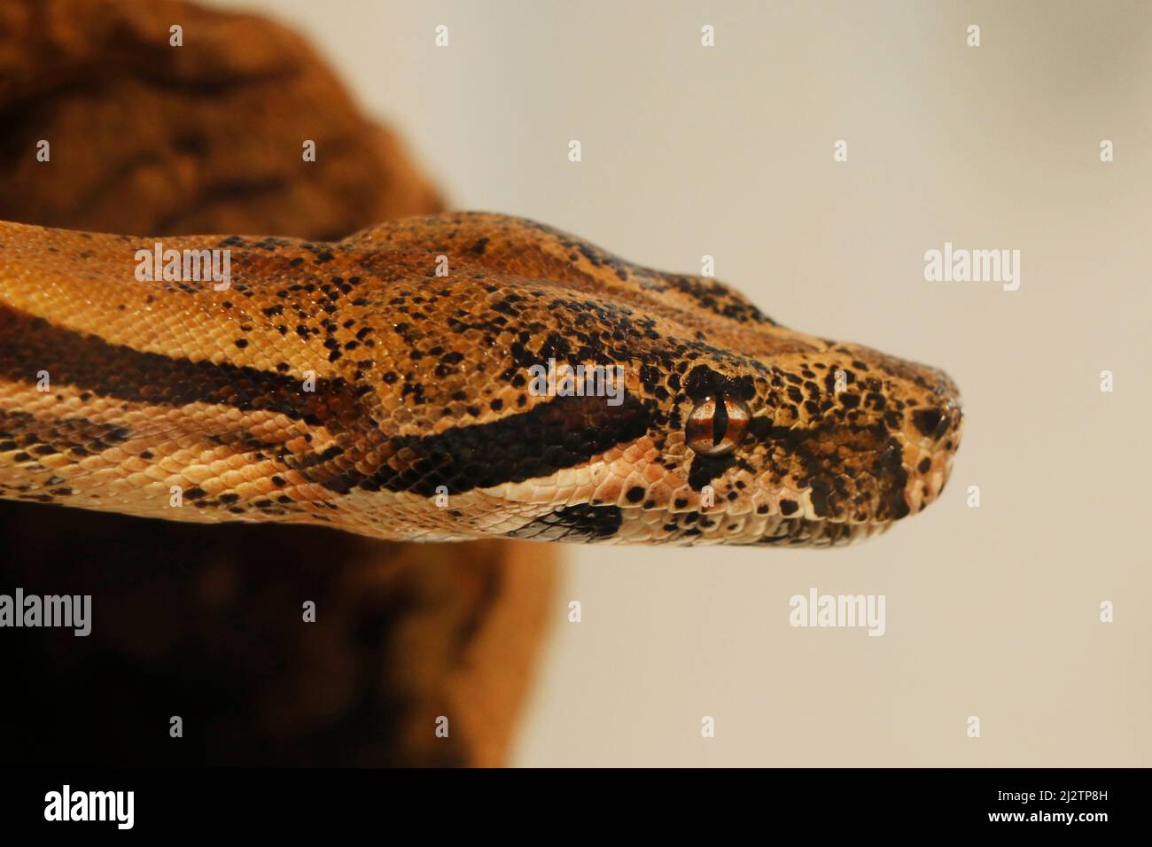 Anaconda snake serpent constrictor head Banque de photographies et d ...