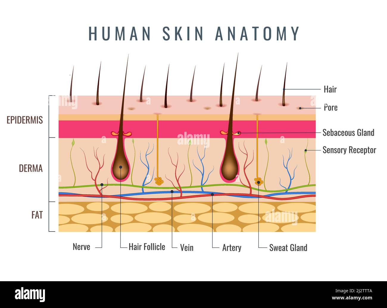 Épiderme superposé, anatomie de la peau humaine Image Vectorielle Stock ...