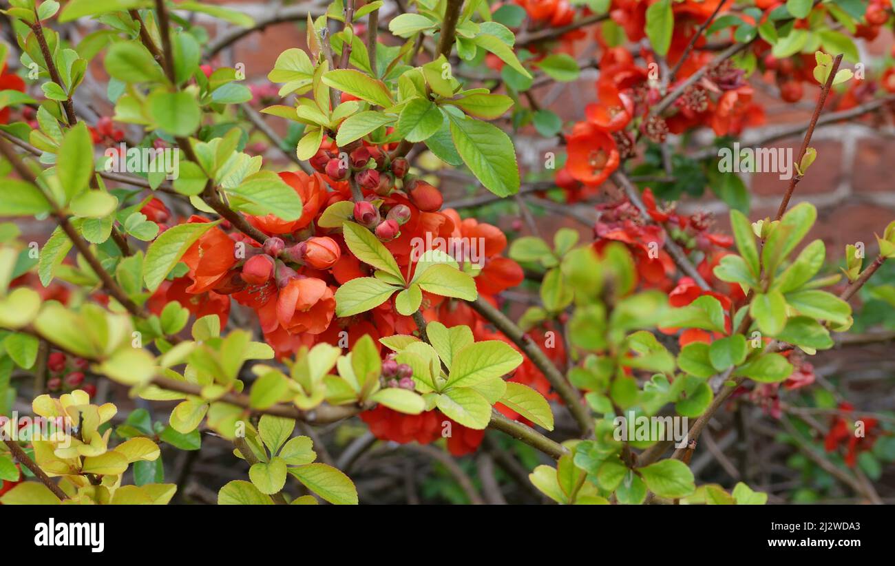 Chaenomeles speciosa orange Banque de photographies et d’images à haute ...