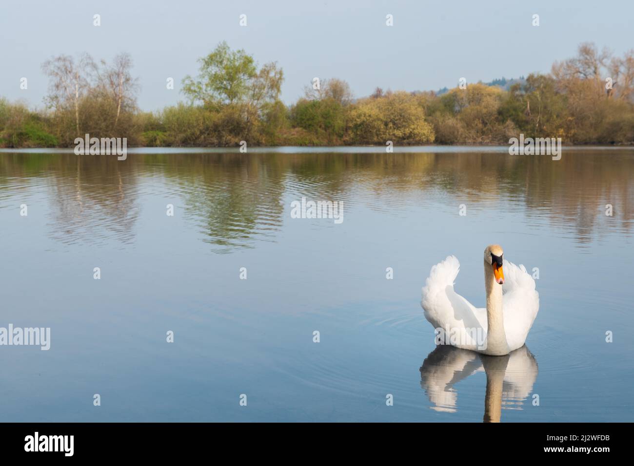 L’équipe de france natation Banque de photographies et d’images à haute résolution - Alamy