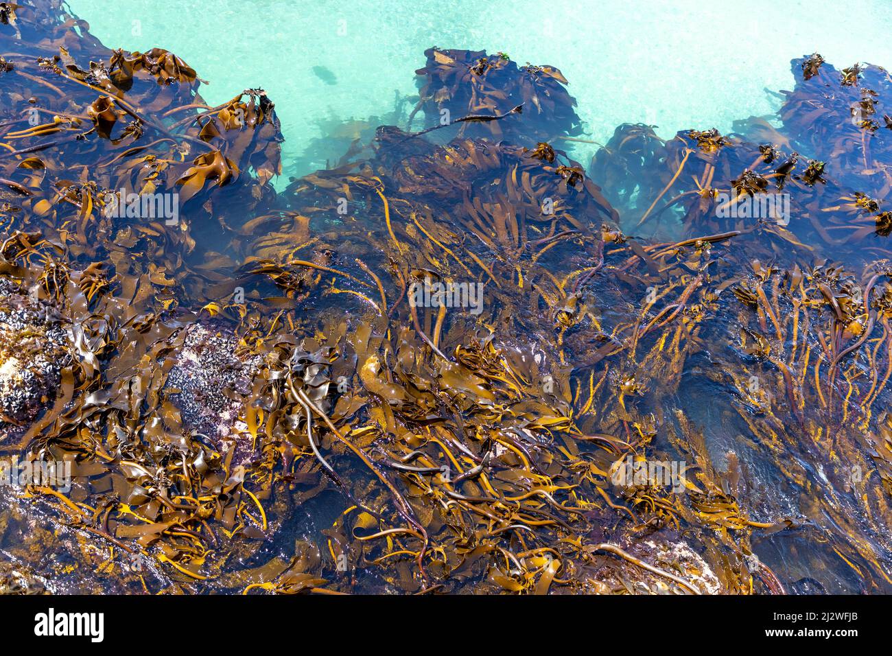 Varech sous marin Banque de photographies et d’images à haute ...