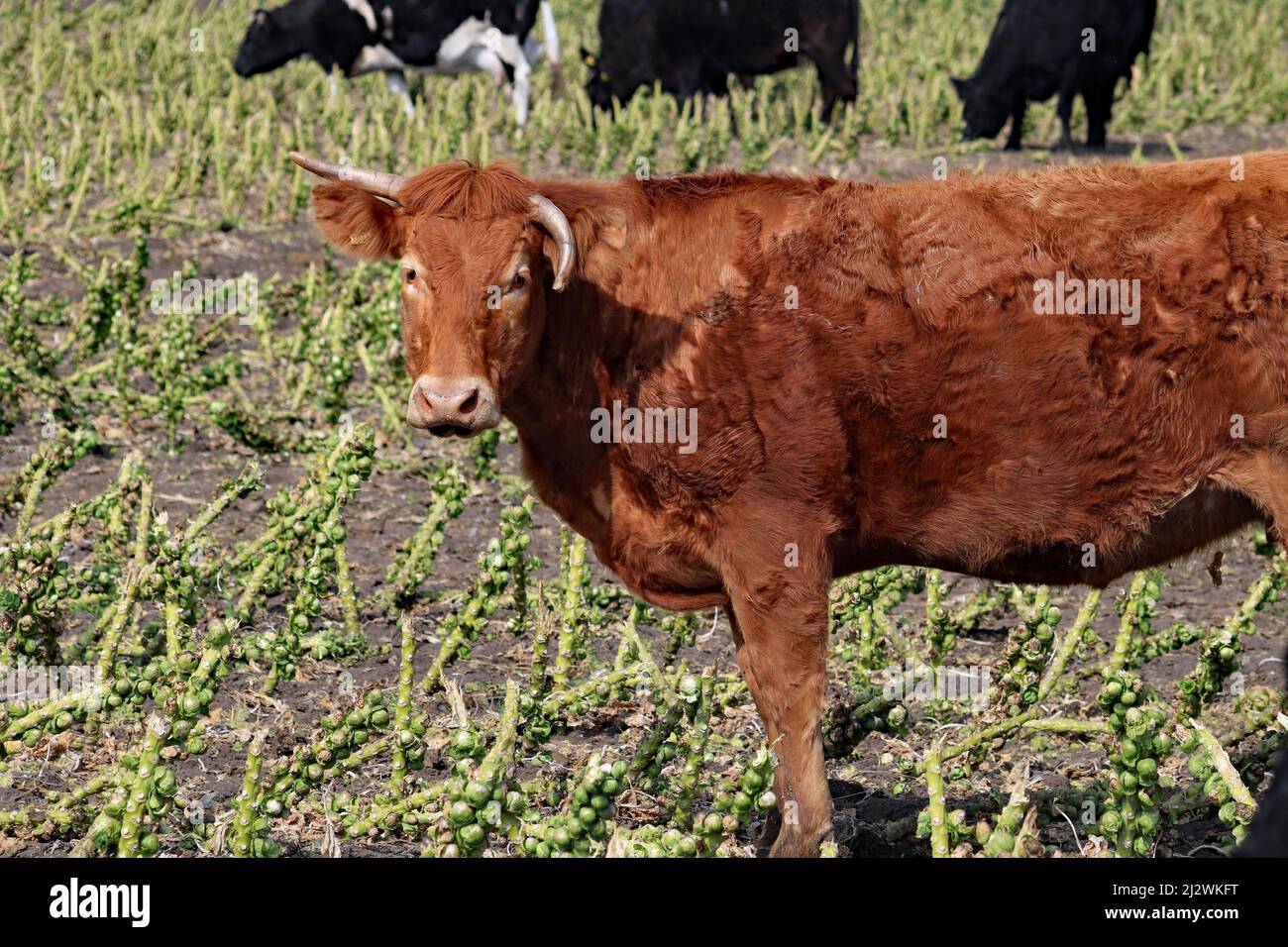 Vaches mangeant des germes Banque de photographies et d’images à haute ...