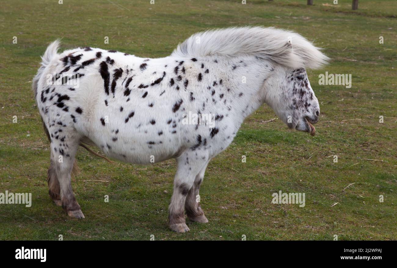 British spotted pony Banque de photographies et d’images à haute ...